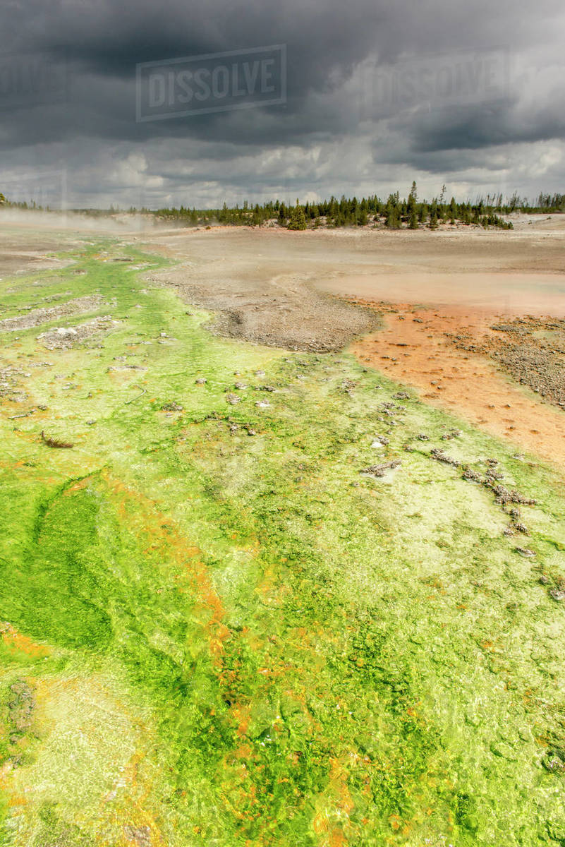Coloured Algae Grow Along Flowing Hot Spring Water In The Norris Geyser ...
