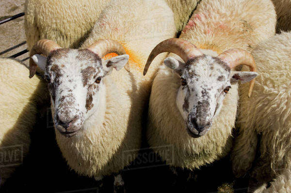 Sheep with markings on the wool at the market; Builth Wells, Powys ...