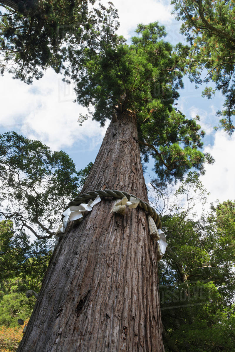 Tall tree with prayer rope and ribbons tied around the trunk; Kurama ...