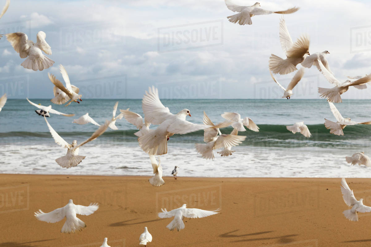 A flock of white birds takes flight on a beach at the water's edge ...