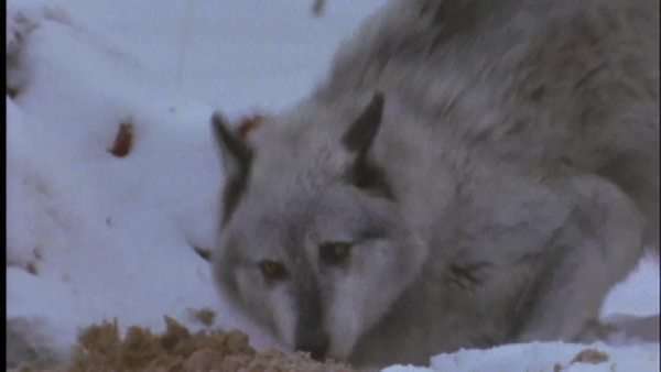 Close-up shot of a wolf pooping near a carcass - Stock Video Footage ...