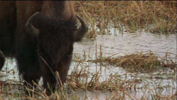 Medium shot of a wood bison grazing in a wetland - Stock Video Footage ...