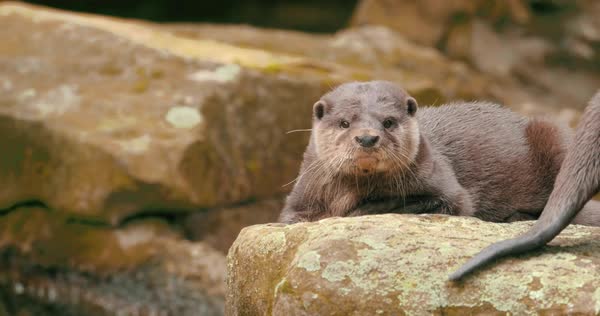 Close-up portrait of an otter. - Stock Video Footage - Dissolve