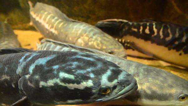 Bala Shark, Tricolor Shark, Silver Shark in aquarium, Soft Focus. Bala ...