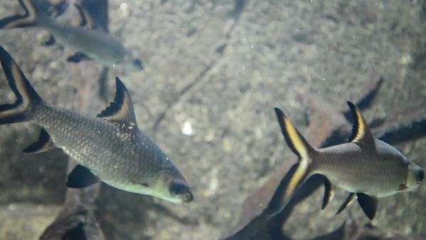 Bala Shark, Tricolor Shark, Silver Shark in aquarium, Soft Focus. Bala ...