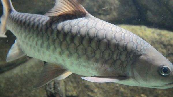 Bala Shark, Tricolor Shark, Silver Shark in aquarium, Soft Focus. Bala ...