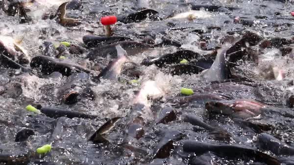 Fish competition and survival for food. Feeding colorful snack to ...