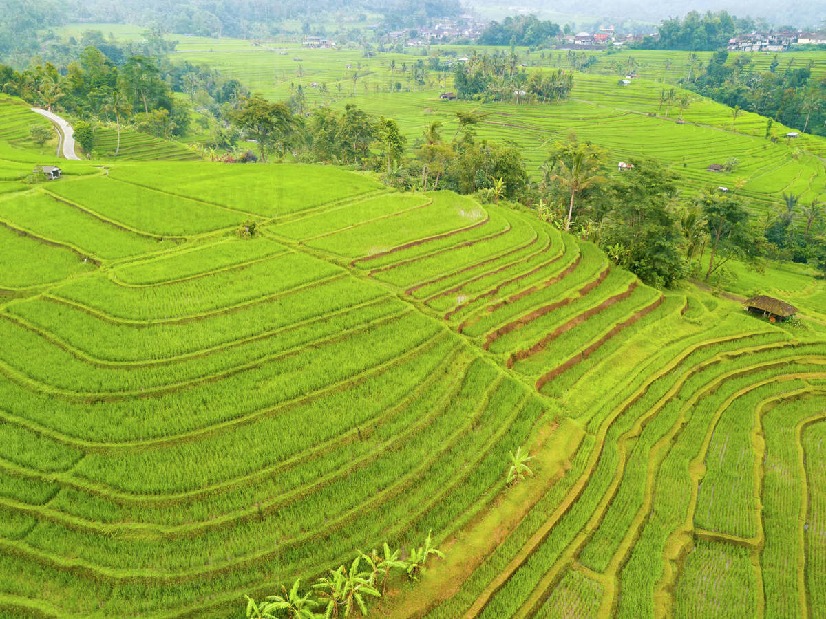 Indonesia. Terraces of multi-level rice fields, palms and huts. Aerial ...