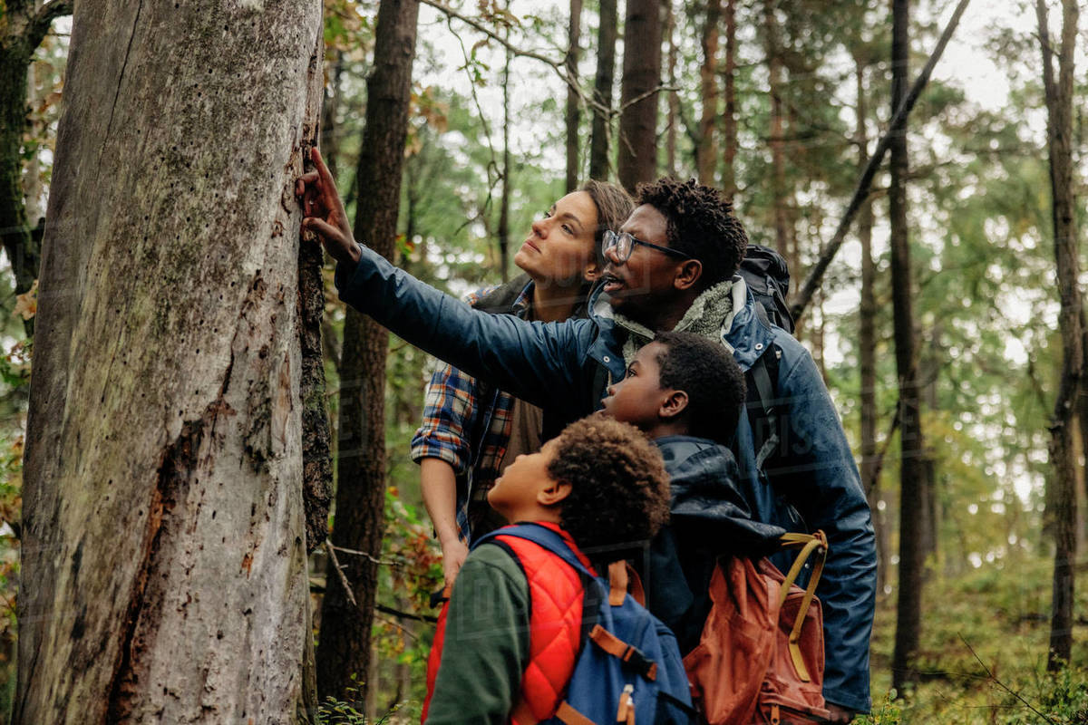Father showing tree while talking with family during vacation in forest ...