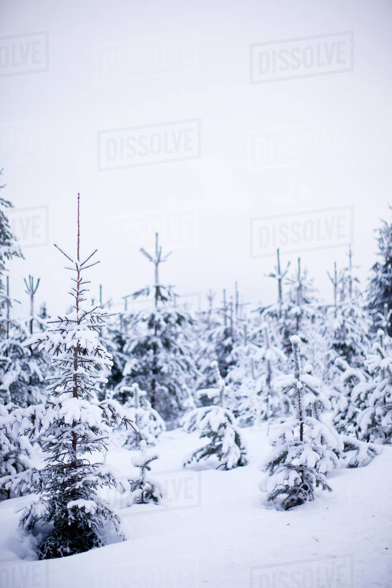 View of fir trees buried in heavy snow during Christmas - Royalty-free ...