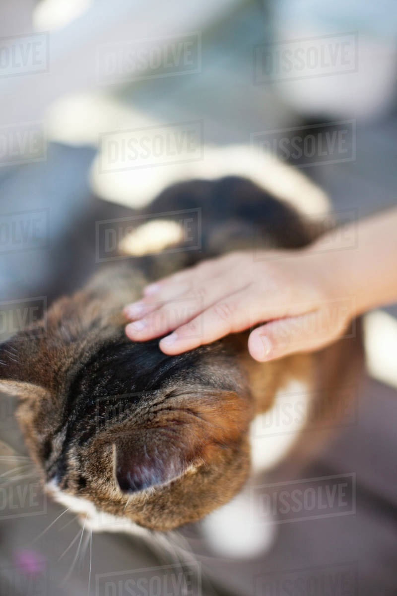 Person's hand petting cat - Royalty-free Stock Photo | Dissolve