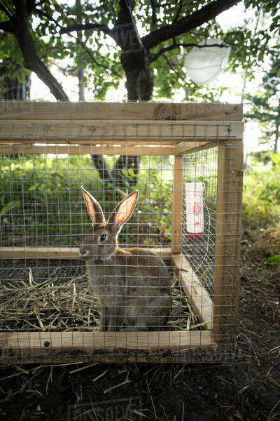 Rabbit trapped in hutch at yard - Royalty-free Stock Photo | Dissolve