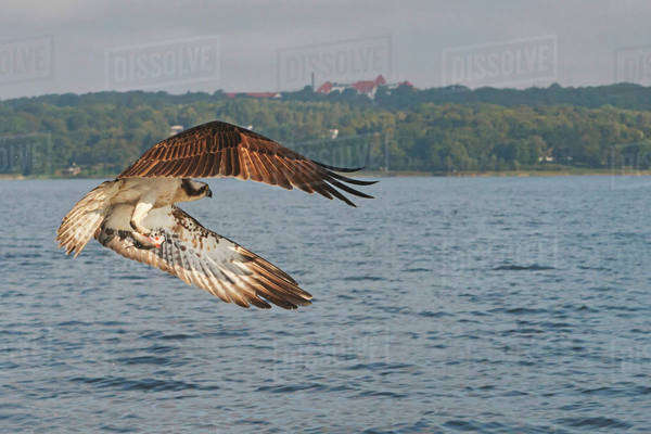 Osprey carrying fish while flying over sea - Stock Photo - Dissolve