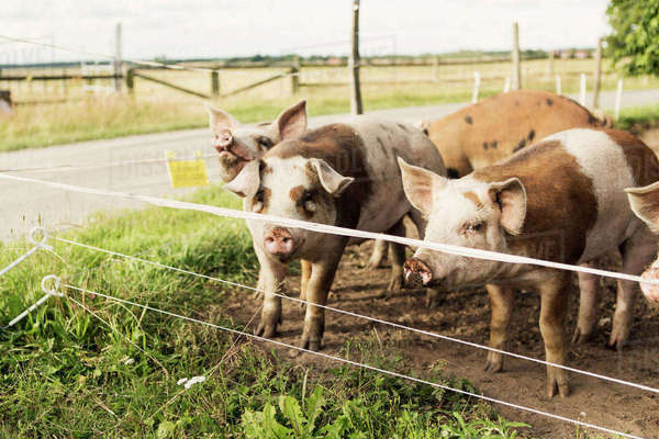 Pigs on field by road at farm - Royalty-free Stock Photo | Dissolve