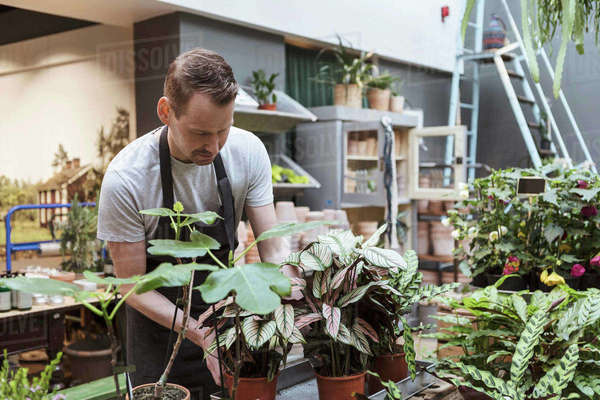 Male owner with potted plants at store - Stock Photo - Dissolve