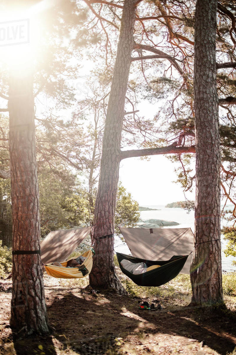Empty hammocks hanging from tree trunks at forest on sunny day ...