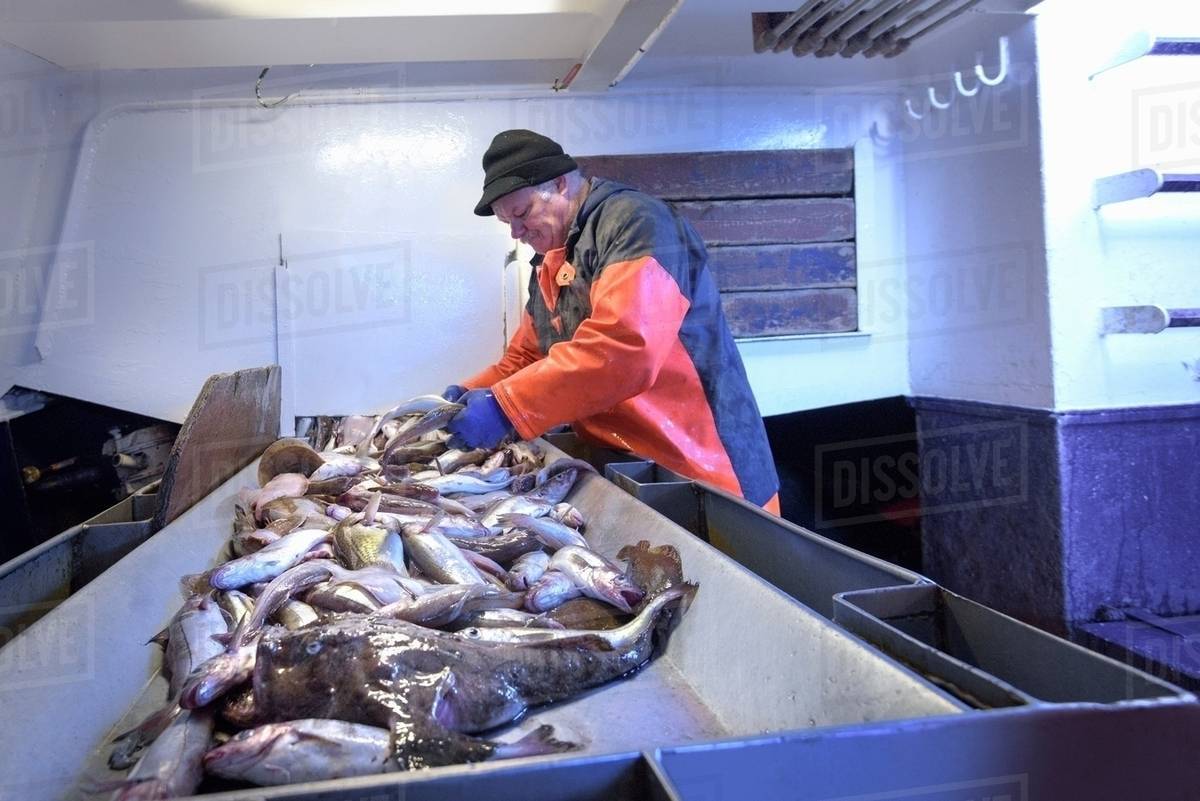 Fisherman sorting fish on trawler - Stock Photo - Dissolve