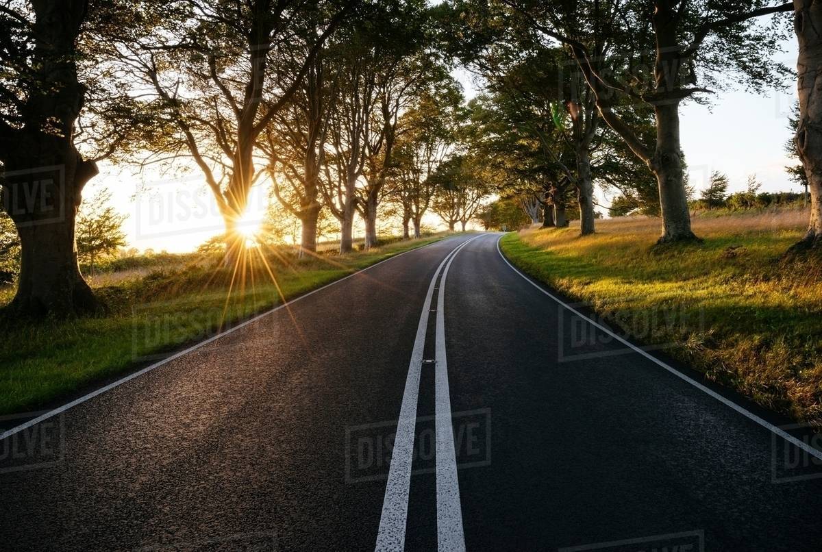 Sunlit tree lined rural road - Stock Photo - Dissolve