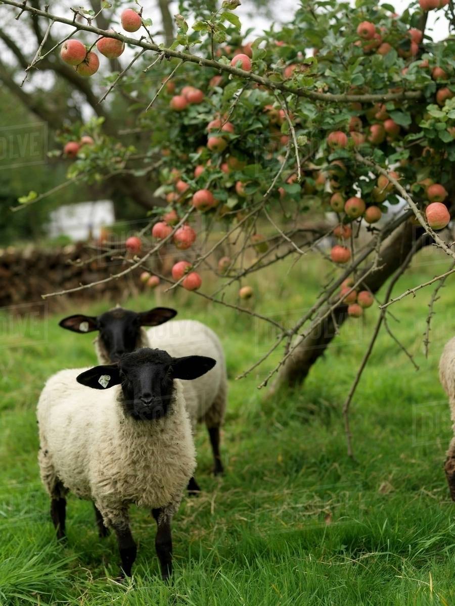 Sheep under apple tree - Stock Photo - Dissolve