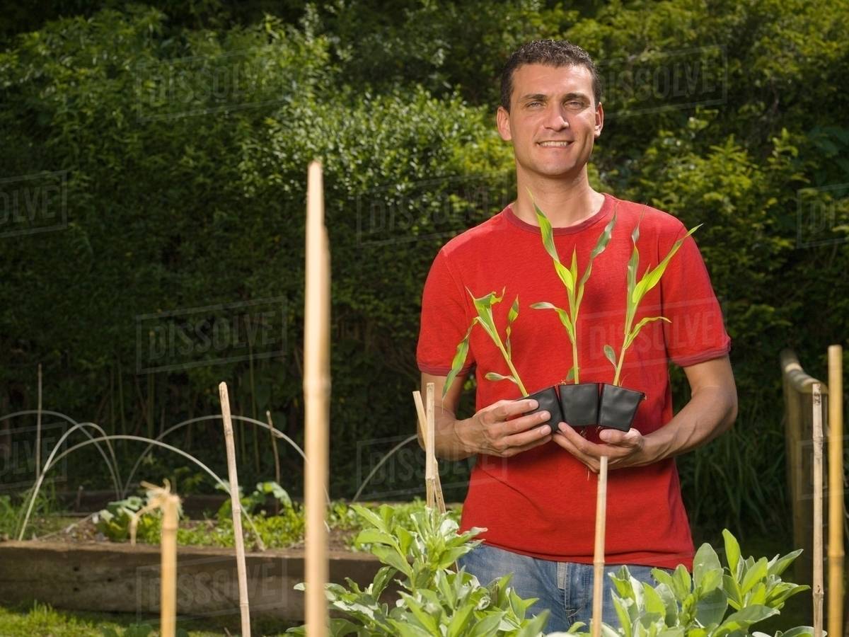 Man in garden planting - Royalty-free Stock Photo | Dissolve