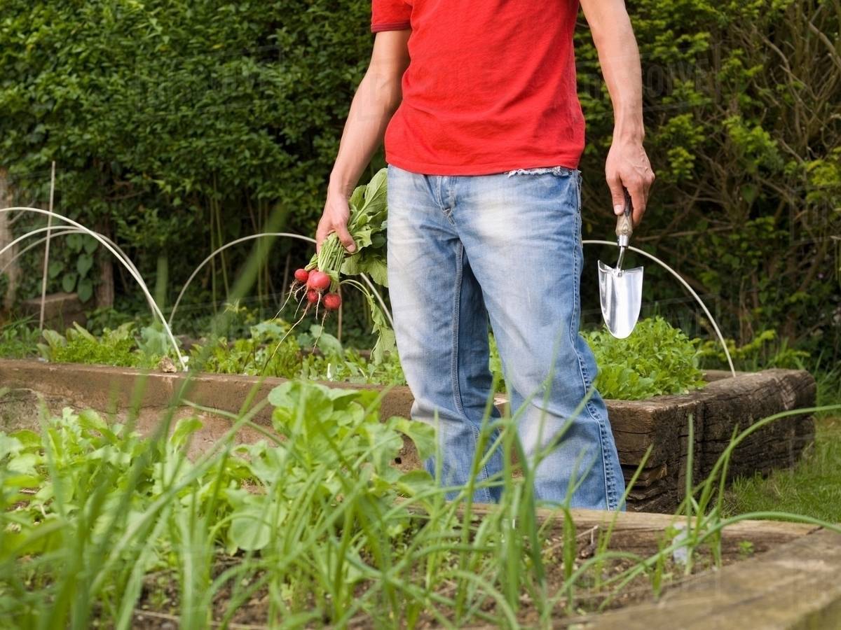 Man in garden planting - Royalty-free Stock Photo | Dissolve