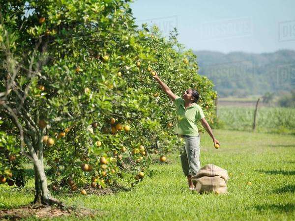 Female Worker Picking Oranges - Stock Photo - Dissolve