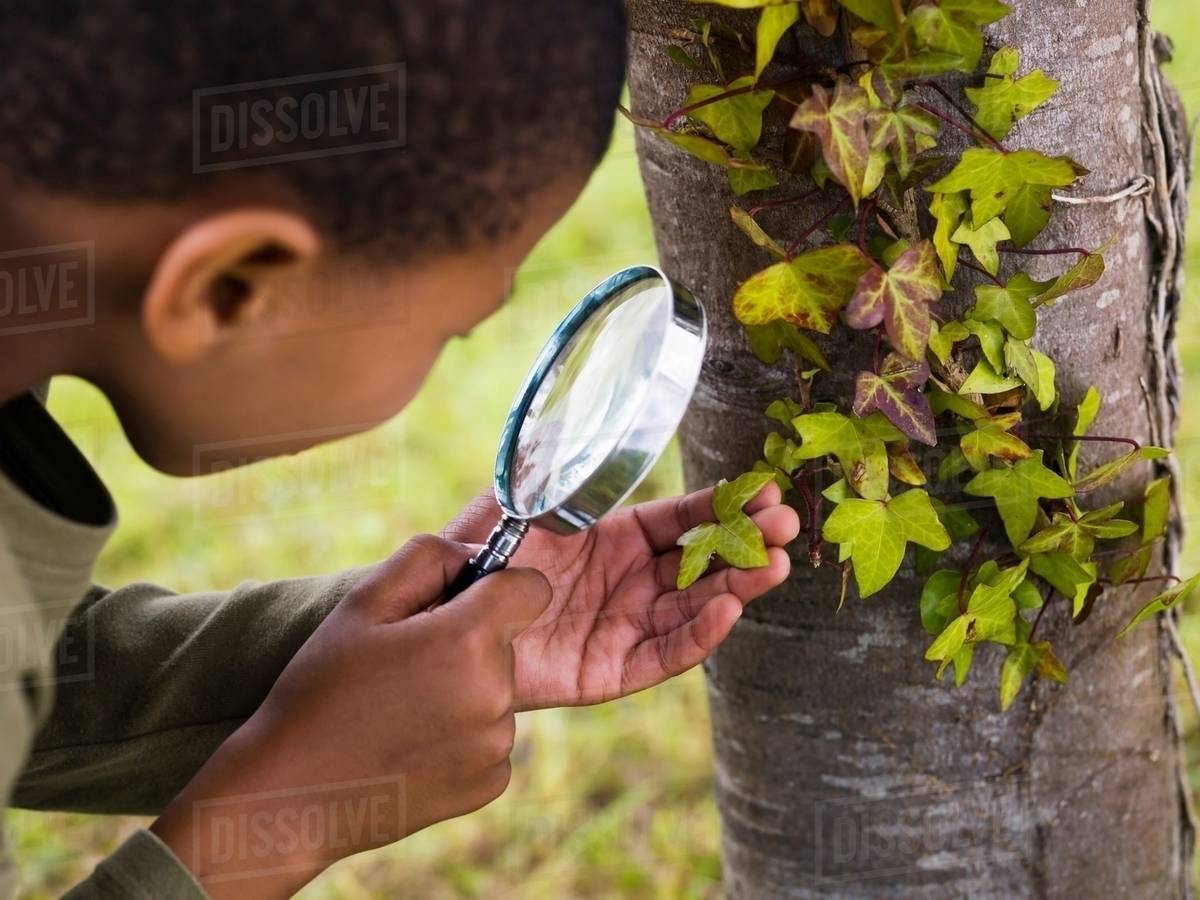 Boy investigating nature - Stock Photo - Dissolve