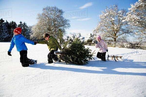 Children pulling Christmas tree in snow - Stock Photo - Dissolve