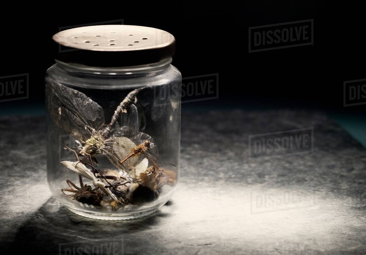 Insects in jar - Royalty-free Stock Photo | Dissolve