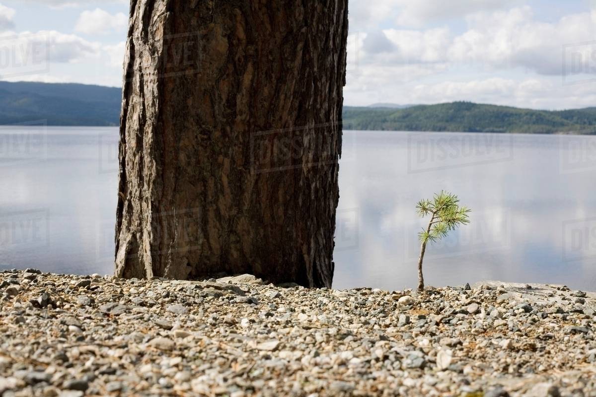 Small pine tree next to big tree by lake - Royalty-free Stock Photo ...