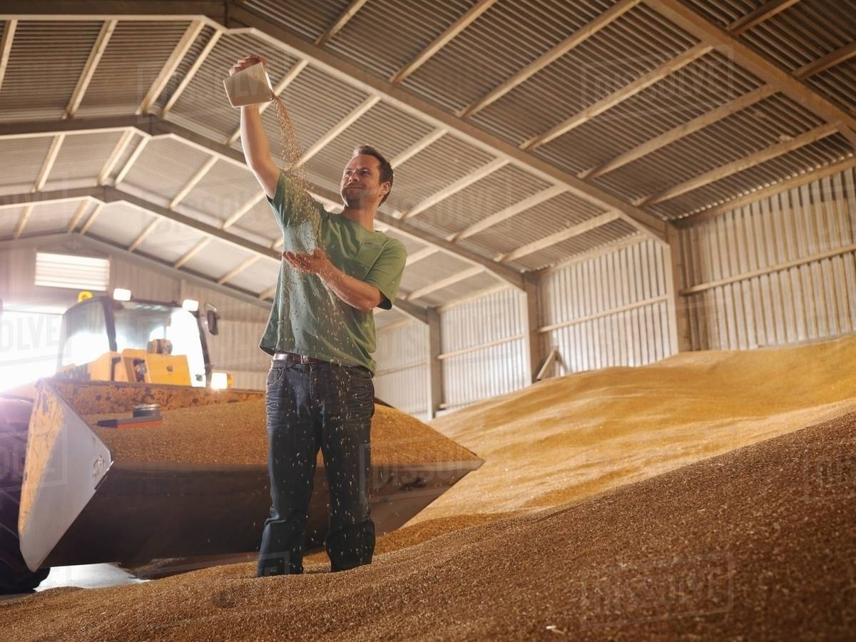 Farmer inspecting grain - Stock Photo - Dissolve