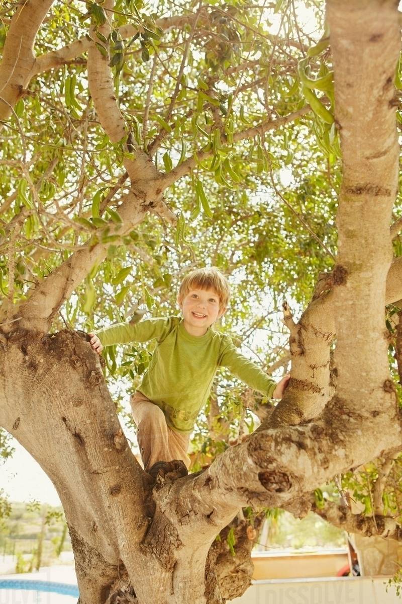 Smiling young boy climbing a tree - Stock Photo - Dissolve