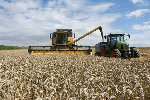 Combine harvester unloading wheat - Stock Photo - Dissolve