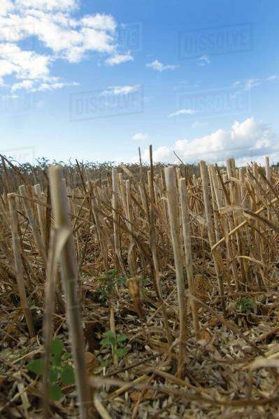 Stubble in wheat field - Royalty-free Stock Photo | Dissolve
