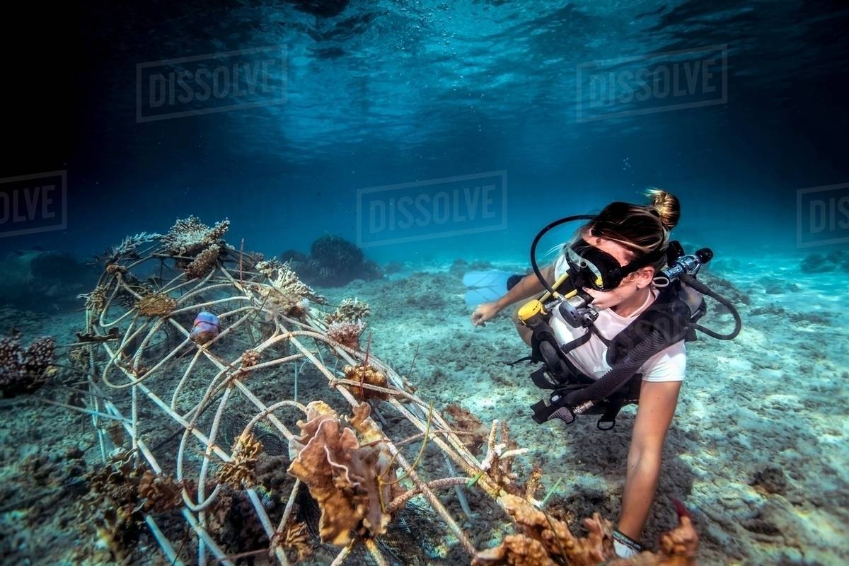 Underwater view of diver fixing a seacrete on seabed, (artificial steel ...