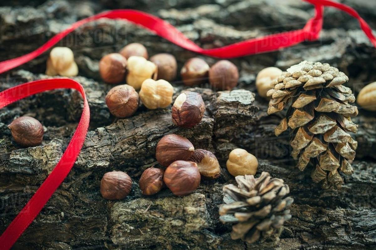 Cropped close up view of hazelnuts and pinecones with red ribbon on ...
