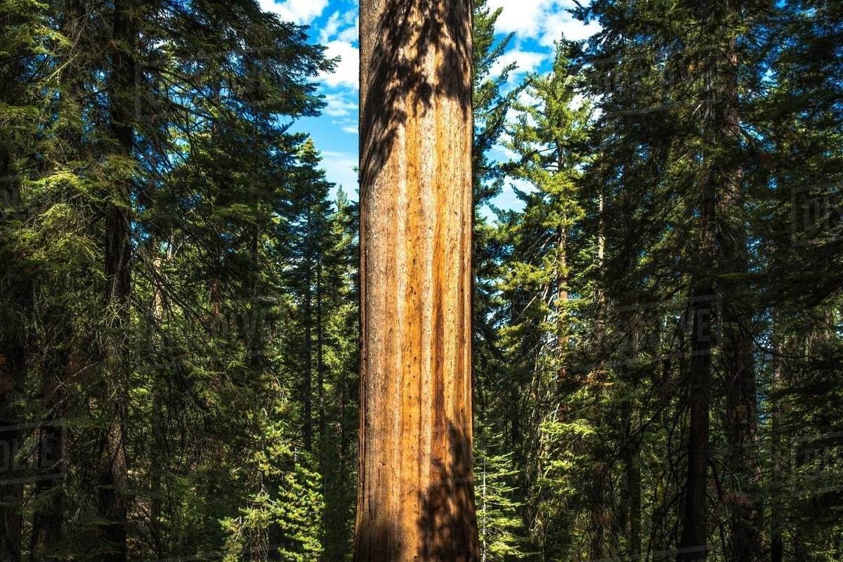 Giant redwood tree trunk in forest, Yosemite national park, California ...