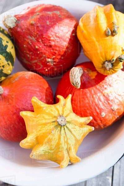 Various squash vegetables in dish - Stock Photo - Dissolve