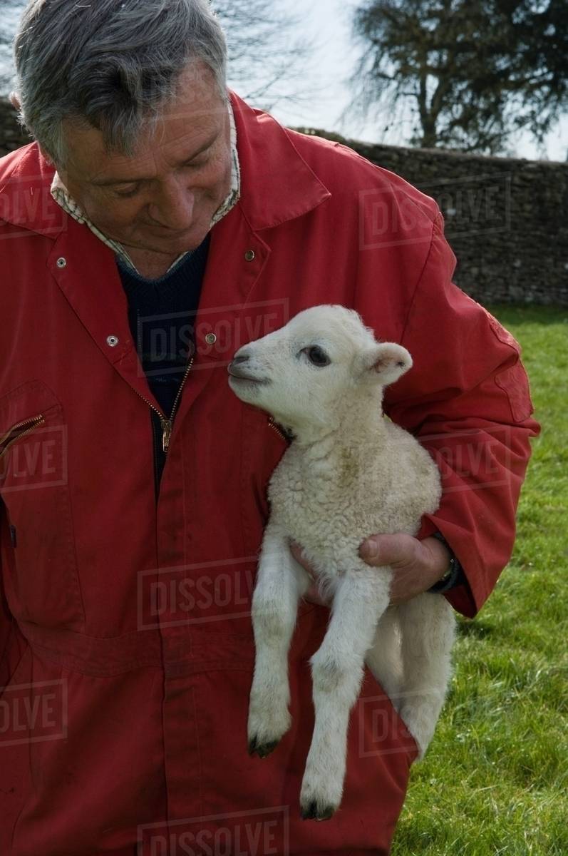 Farmer carrying lamb outdoors - Royalty-free Stock Photo | Dissolve