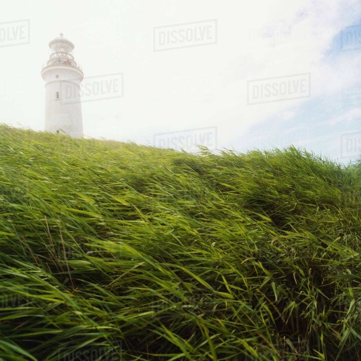 Long grass blowing in wind - Stock Photo - Dissolve