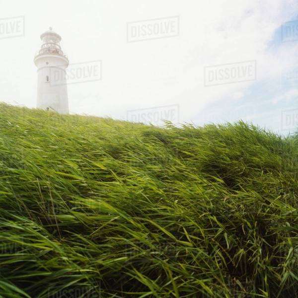 Long grass blowing in wind - Stock Photo - Dissolve