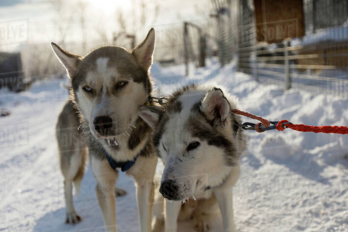 Two husky dogs, Abisko, Sweden - Royalty-free Stock Photo | Dissolve
