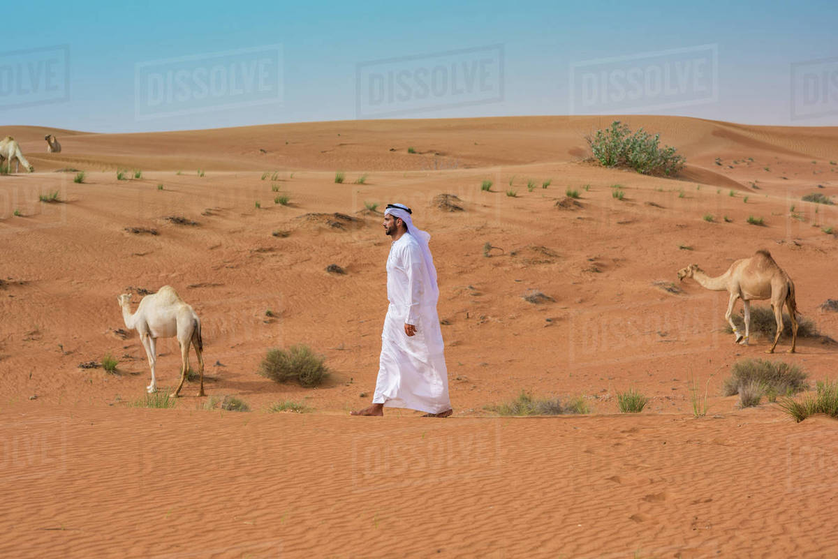 Middle eastern man wearing traditional clothes walking past camels in ...