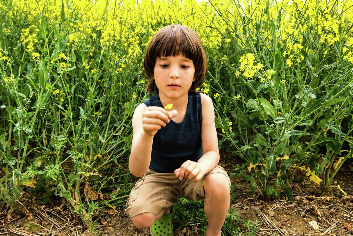 Boy crouching looking at yellow flower from field - Royalty-free Stock ...