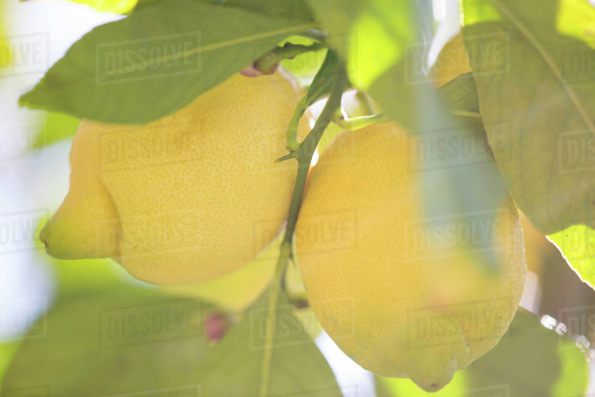 Close up of lemons in lemon tree - Royalty-free Stock Photo | Dissolve