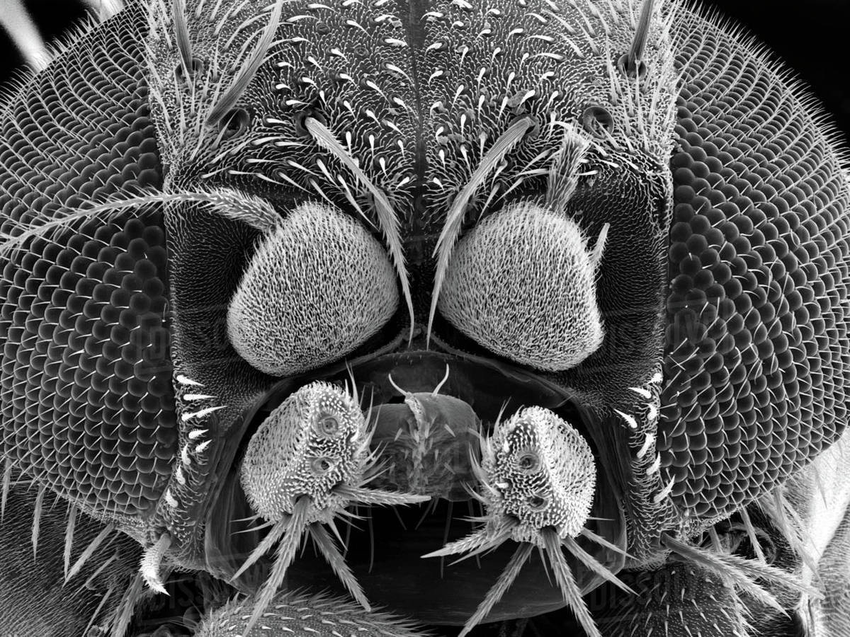 Magnified fruit fly - Royalty-free Stock Photo | Dissolve