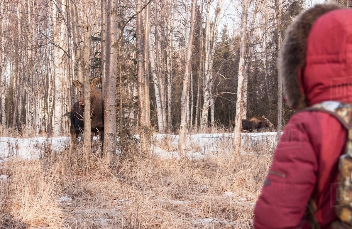Person watching moose in forest, Fairbanks, Alaska - Stock Photo - Dissolve