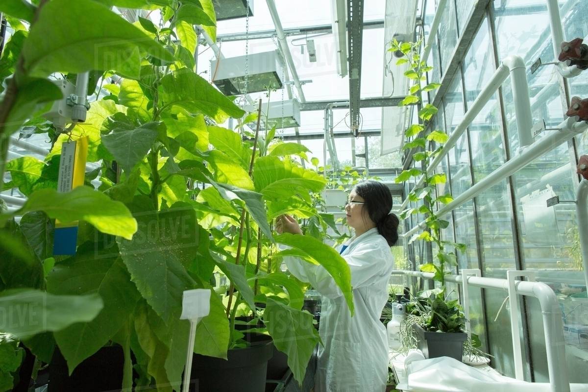 Female scientist testing plant sample in greenhouse lab - Royalty-free ...