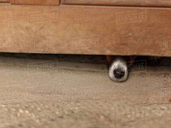 Dog hiding under wooden cabinet - Royalty-free Stock Photo | Dissolve