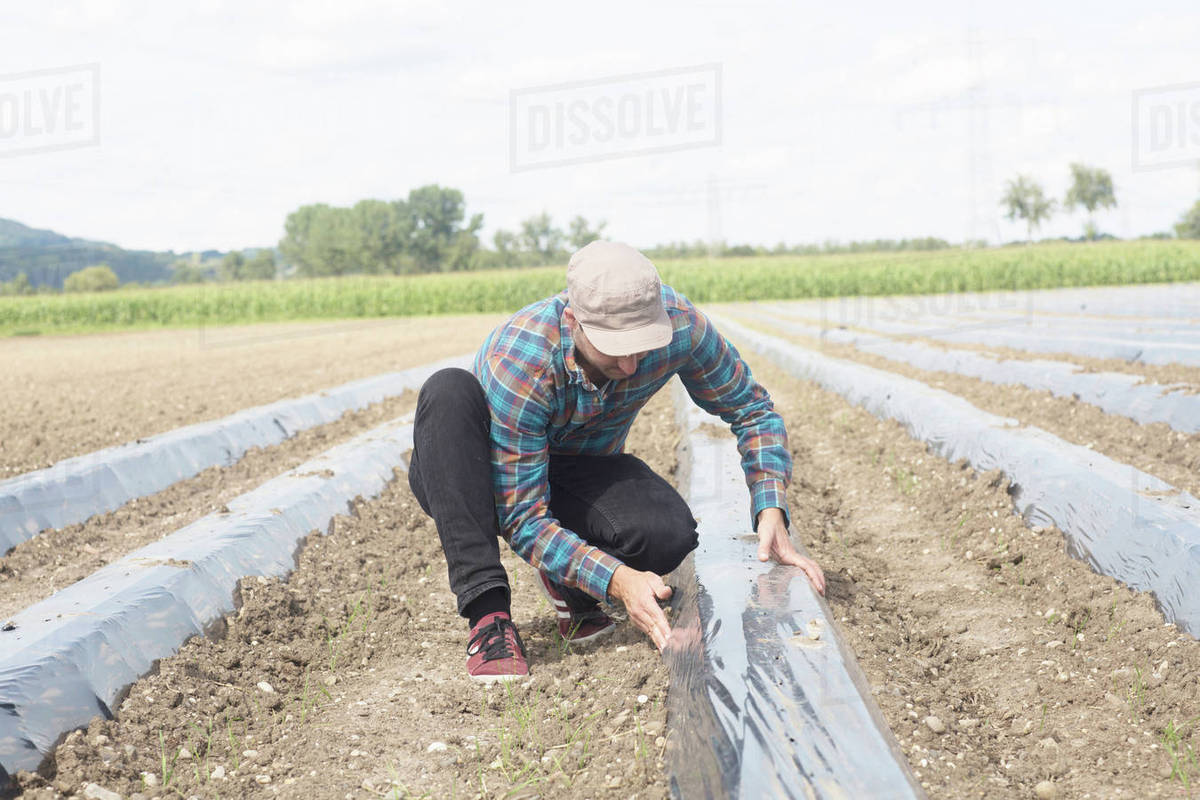 Farmer installing soil fumigation film to ploughed field - Royalty-free ...